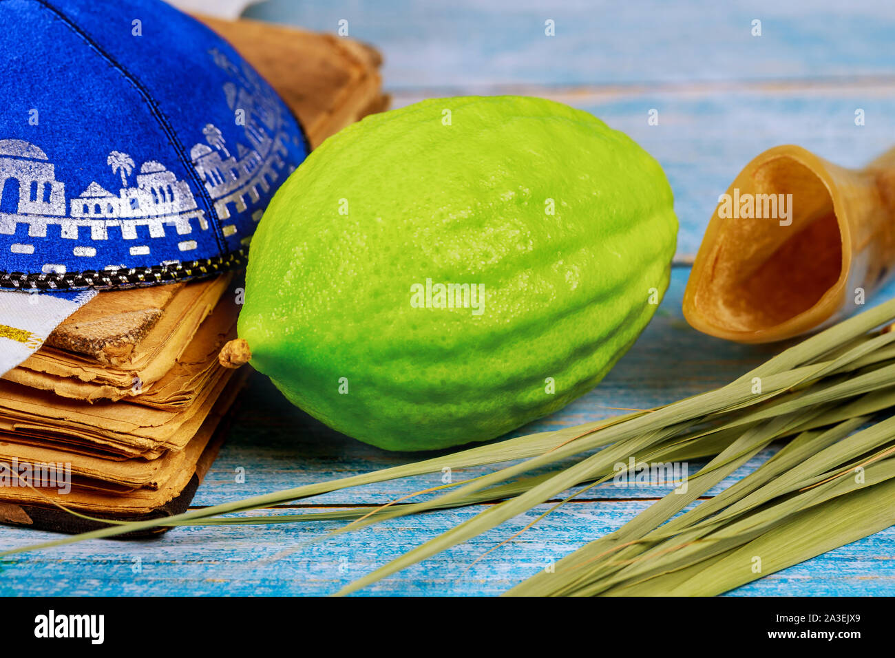 Jewish ritual festival of Sukkot in the jewish religious symbol Etrog ...