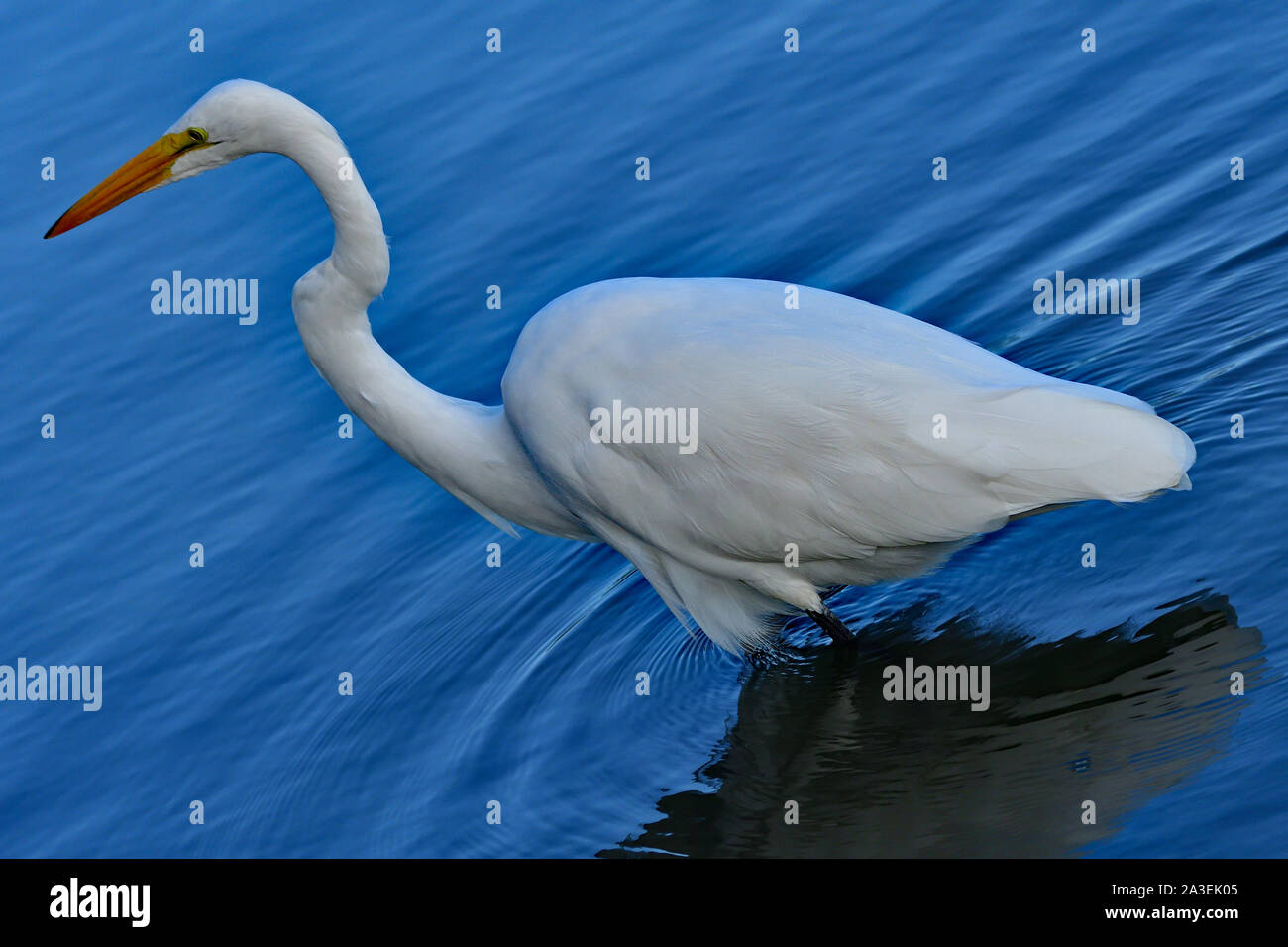 Great Egret Fishing Stock Photo - Alamy
