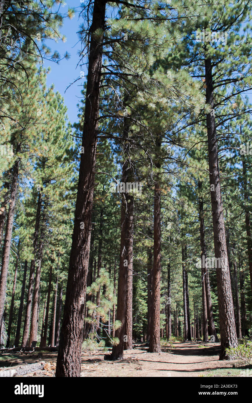 View of the Forest for the Trees Stock Photo - Alamy