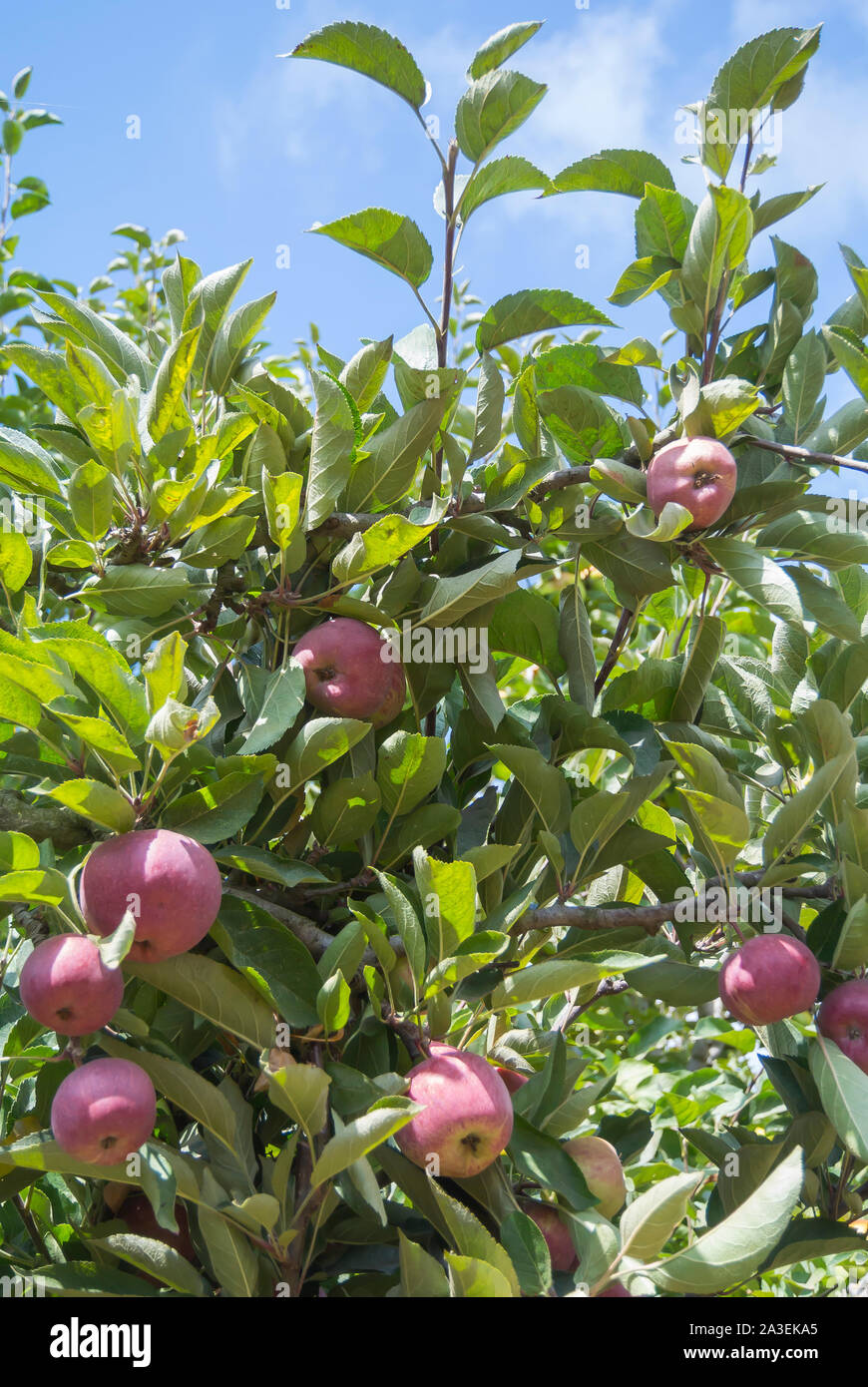 Apples Growing on Tree Stock Photo - Alamy