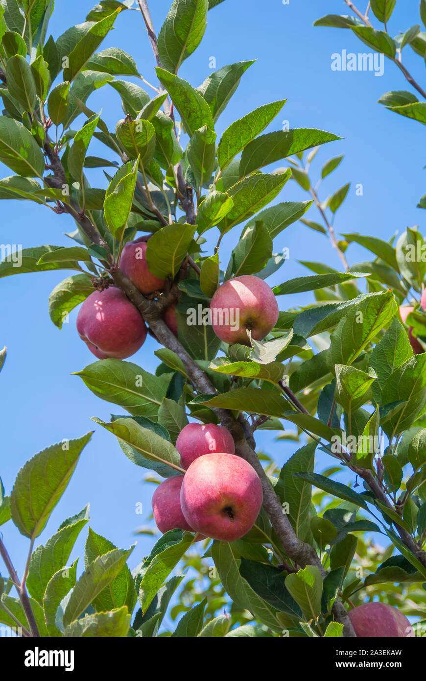 Apples Growing on Tree Stock Photo - Alamy