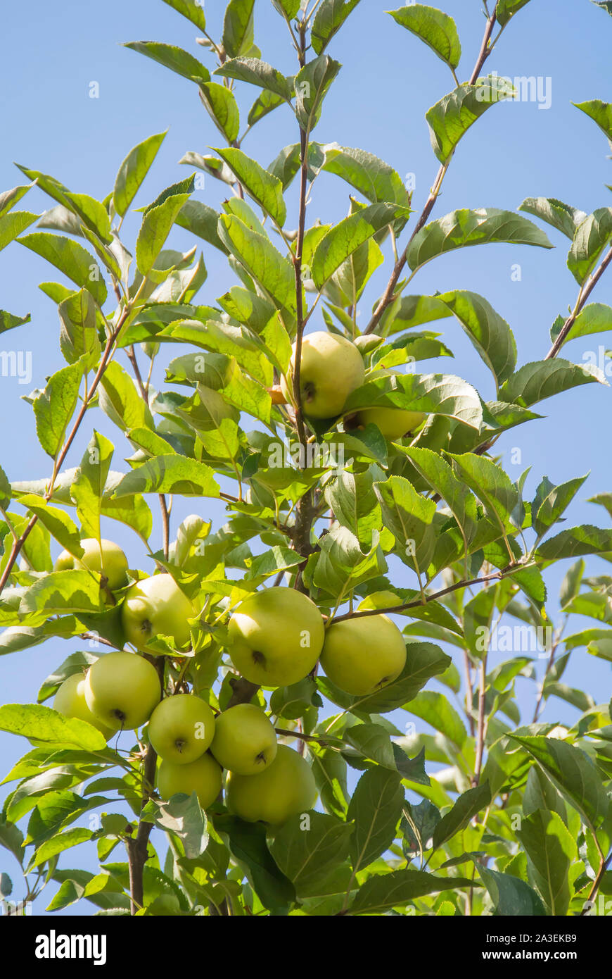 Non deciduous tree hi-res stock photography and images - Alamy