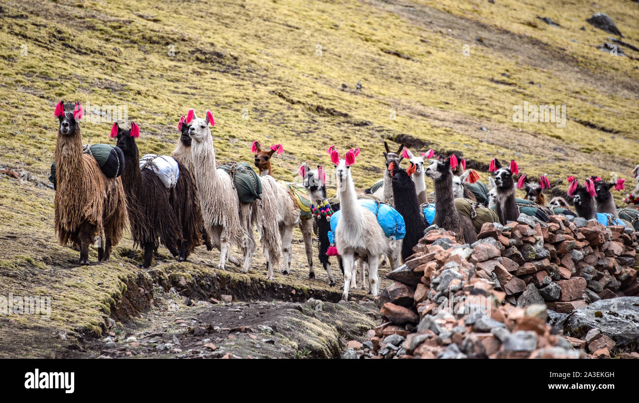 Llama mountain carry hi-res stock photography and images - Alamy