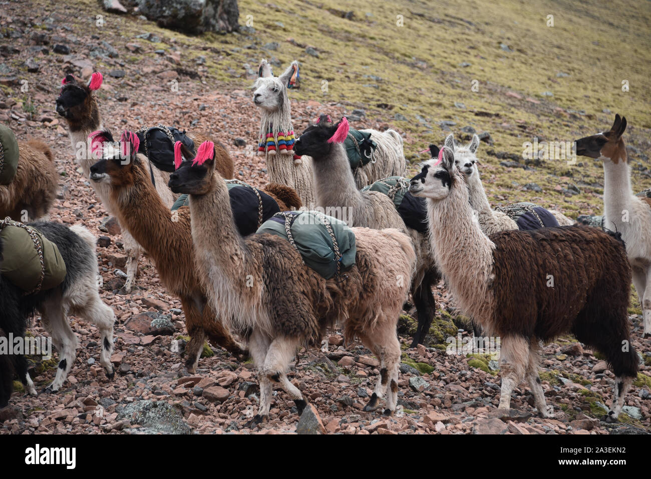 A pack of Llamas carry cargo along a trail in the Cordillera Vilcanota ...