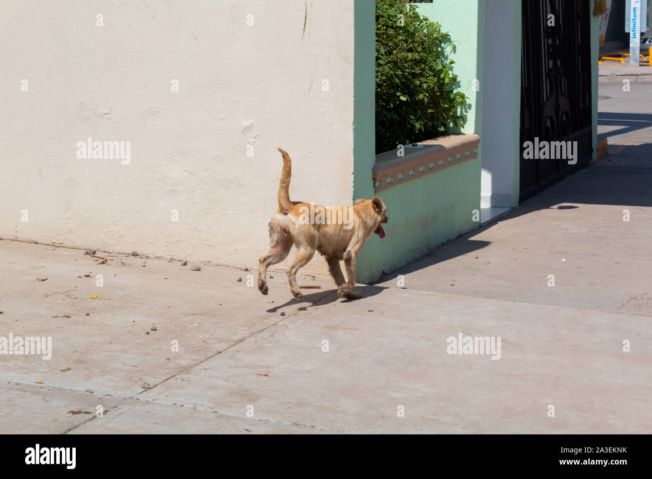Culiacan, Sinaloa, Mexico - October 2019: Stray dogs following a person ...