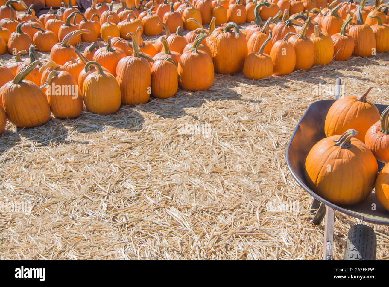 Patch of field hi-res stock photography and images - Alamy