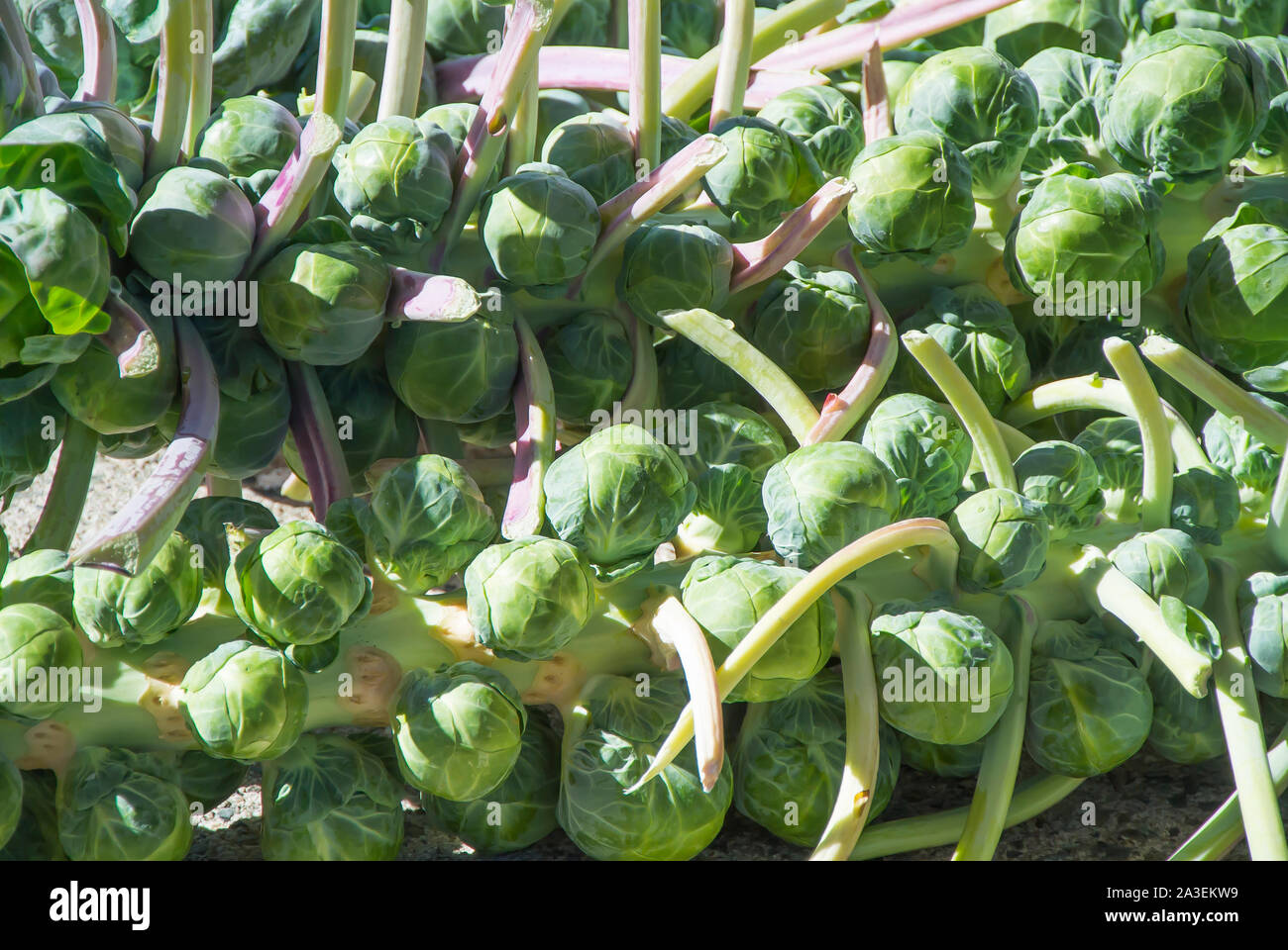 Brussel Sprouts on the Stock Stock Photo - Alamy