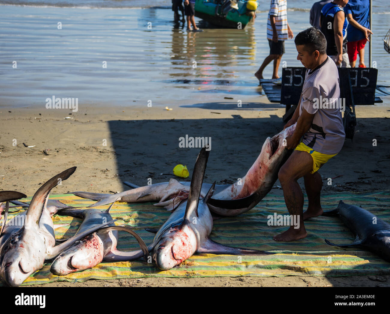 sharks slaughtered for fins Stock Photo - Alamy