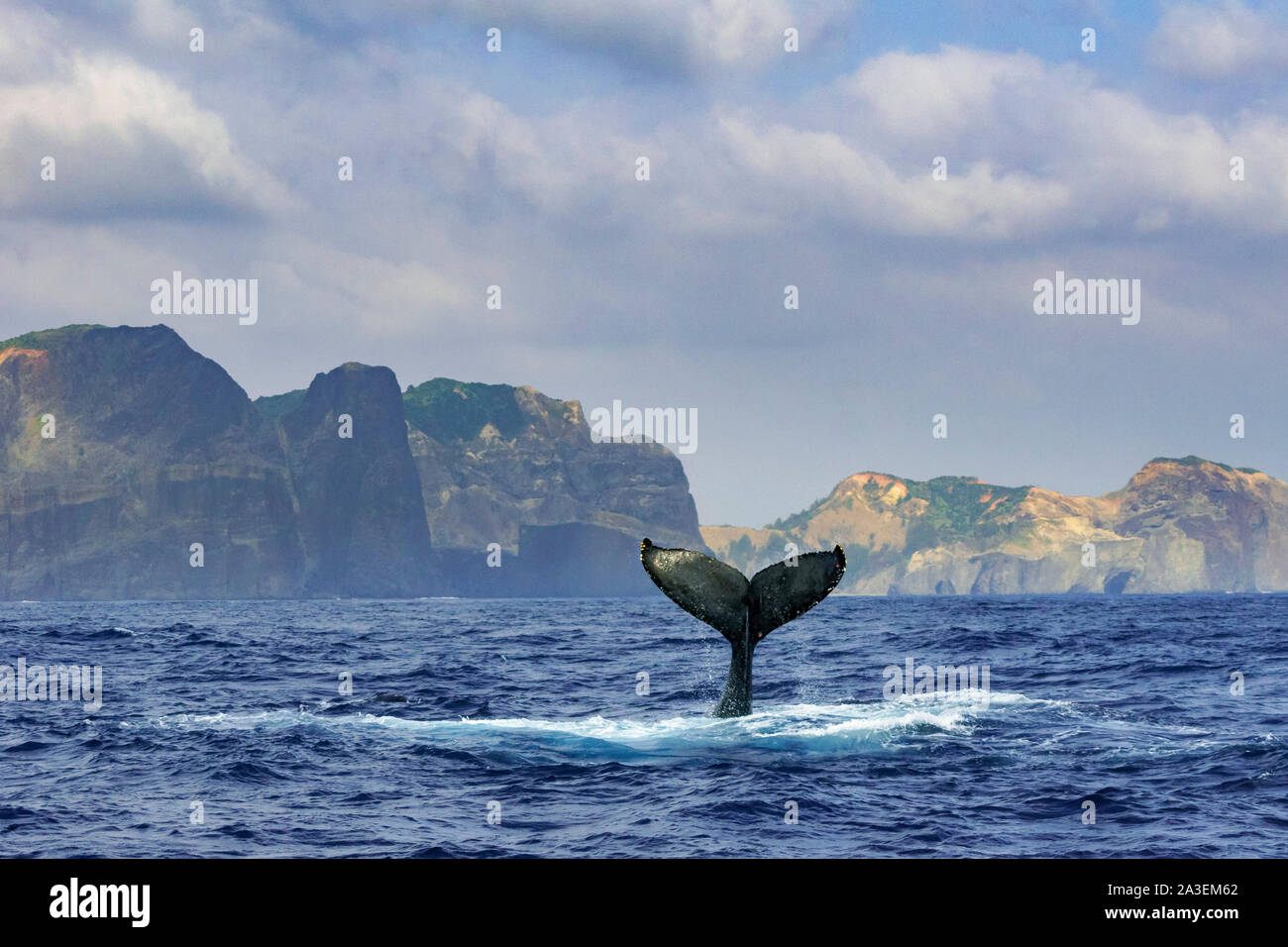 Ogasawara islands humpback whale hi-res stock photography and images - Alamy