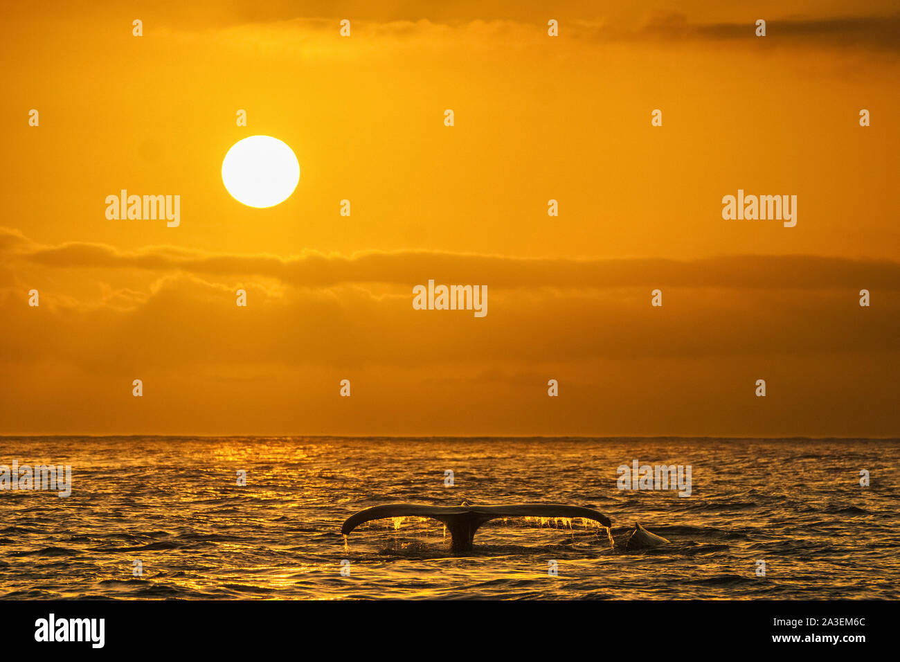 Ogasawara islands humpback whale hi-res stock photography and images - Alamy