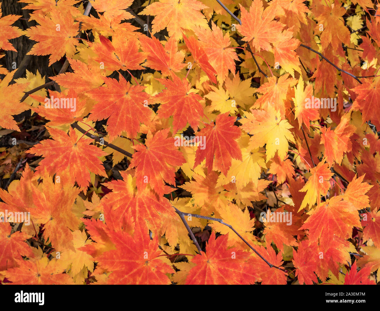 Orange colors hi-res stock photography and images - Alamy