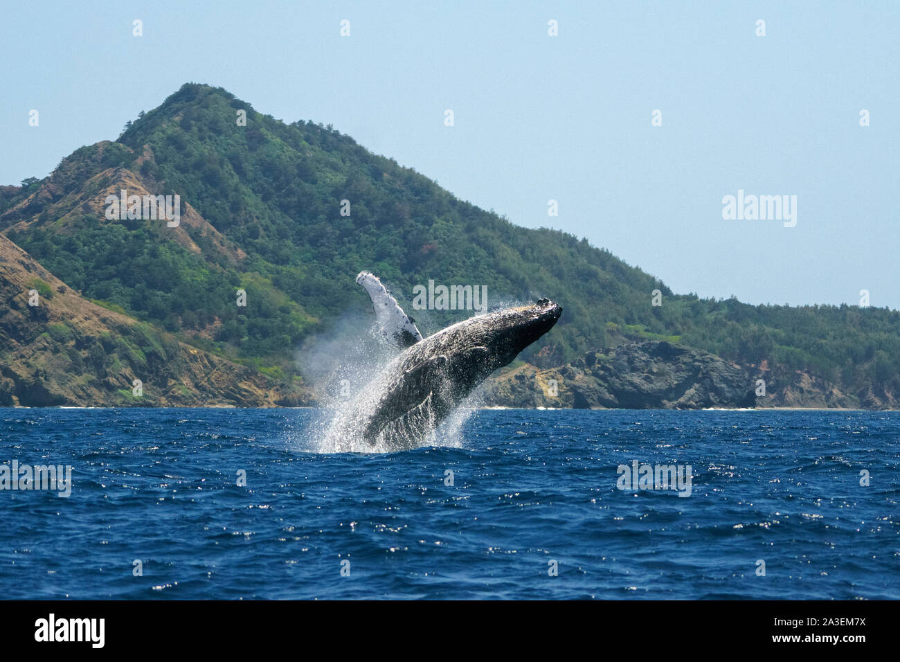 Ogasawara islands humpback whale hi-res stock photography and images - Alamy