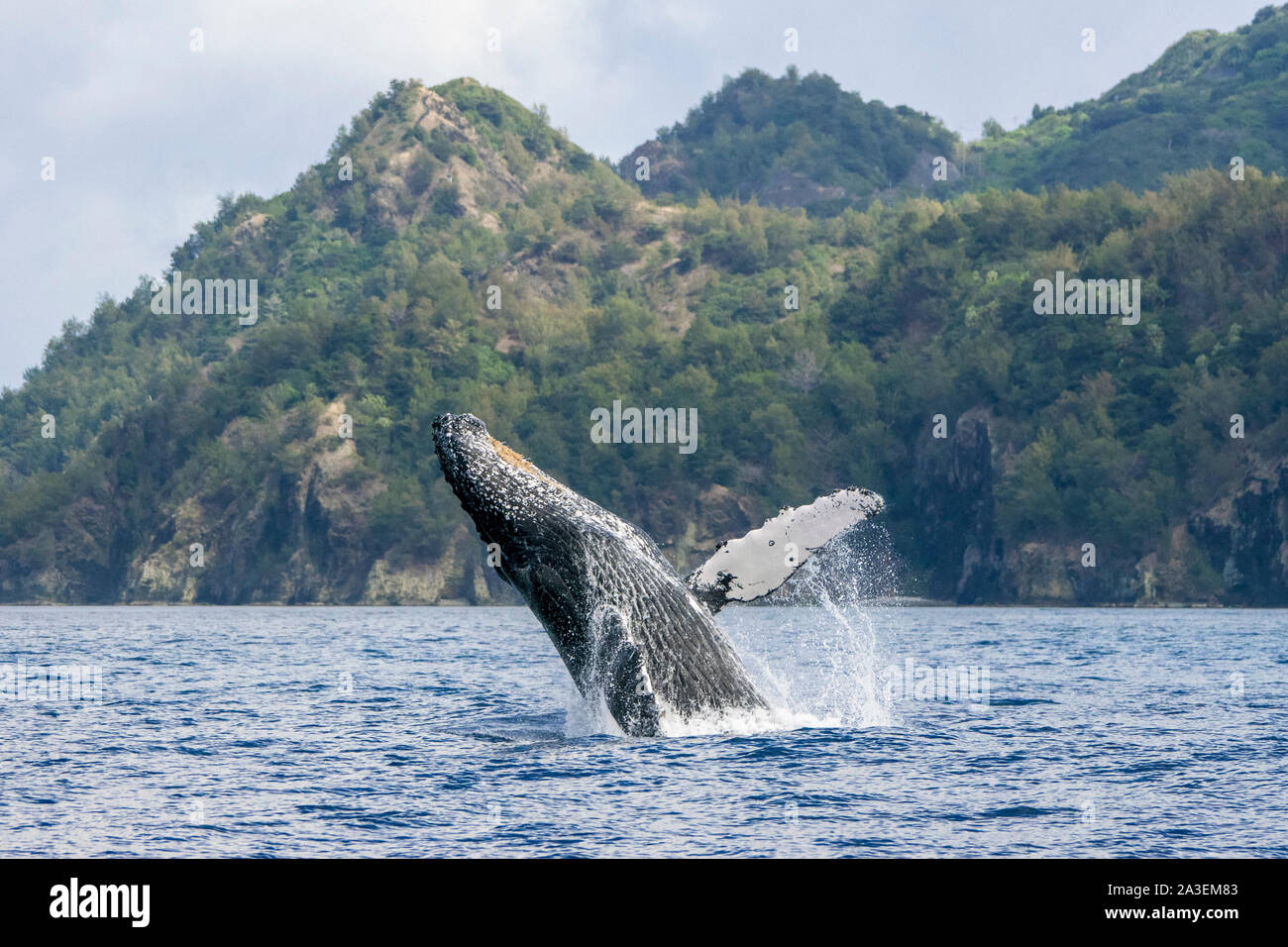 Ogasawara islands humpback whale hi-res stock photography and images - Alamy