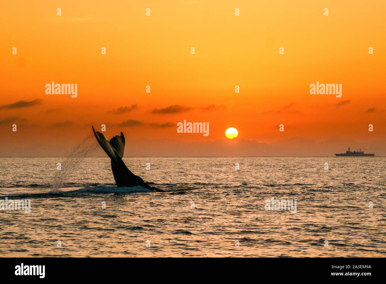 humpback whale, Megaptera novaeangliae, at sunset, Chichi-jima, Bonin ...