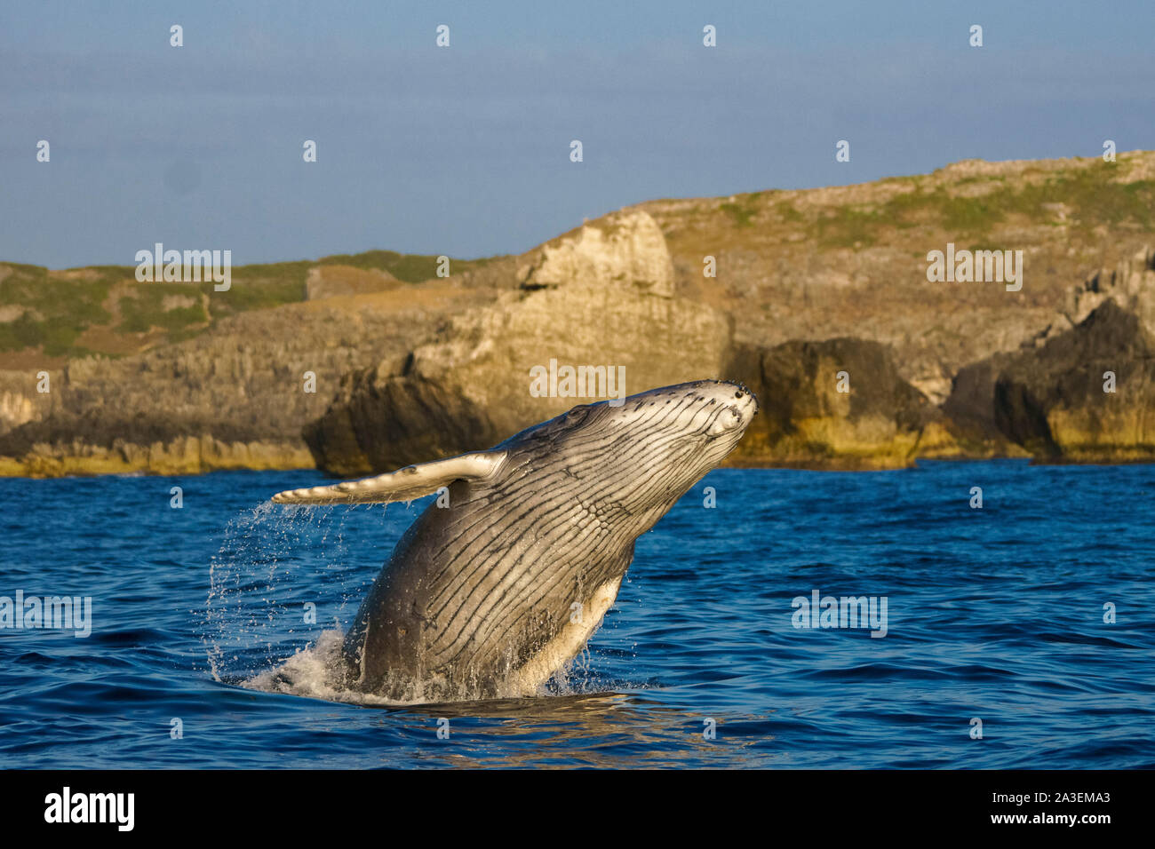 Baby humpback whale breaching hi-res stock photography and images - Alamy