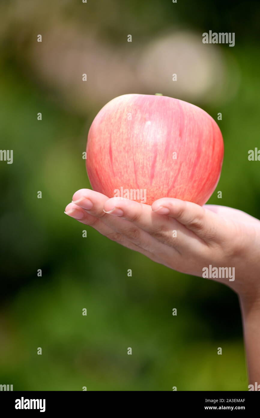 Female hand holding fruit hi-res stock photography and images - Alamy