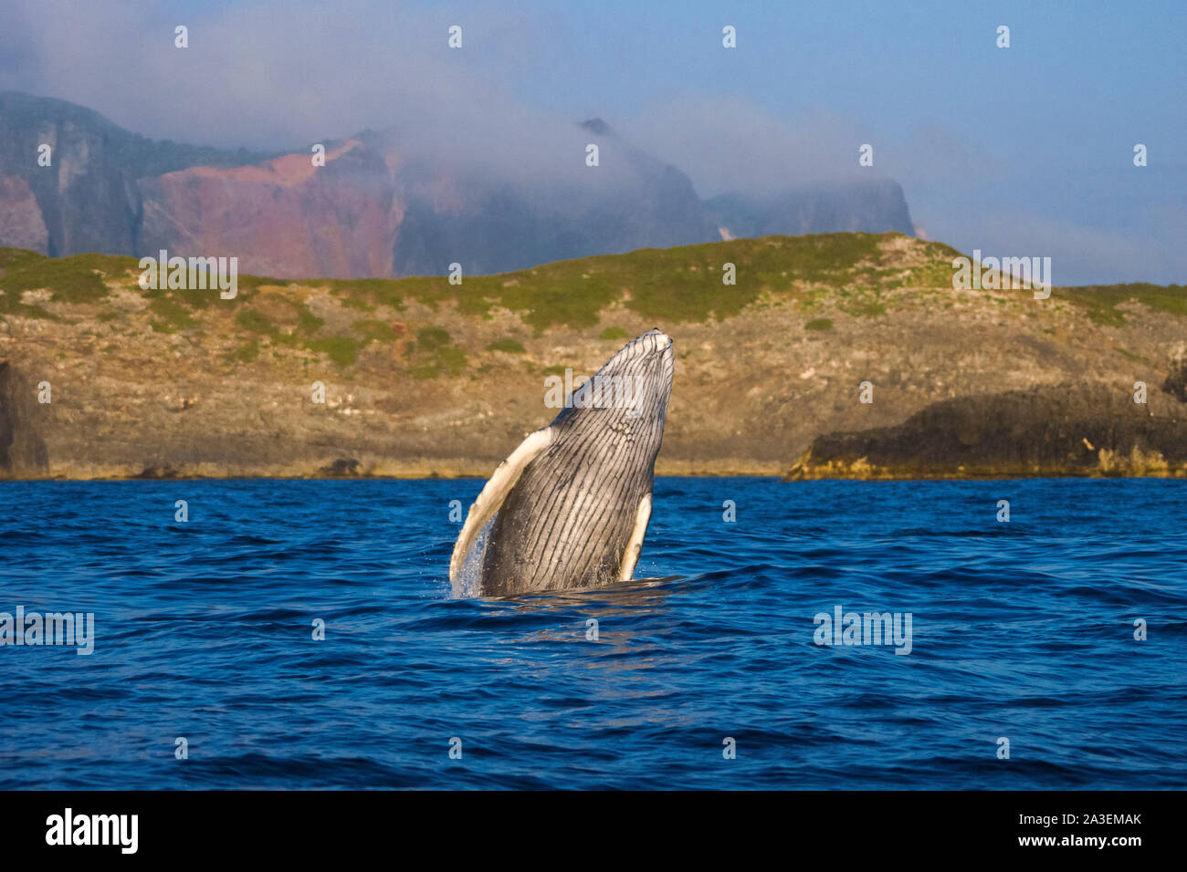 Baby humpback whale breaching hi-res stock photography and images - Alamy