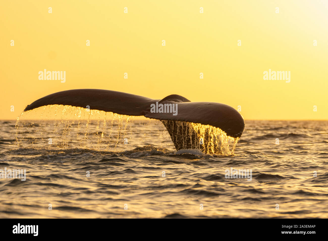 humpback whale, Megaptera novaeangliae, at sunset, Chichi-jima, Bonin ...