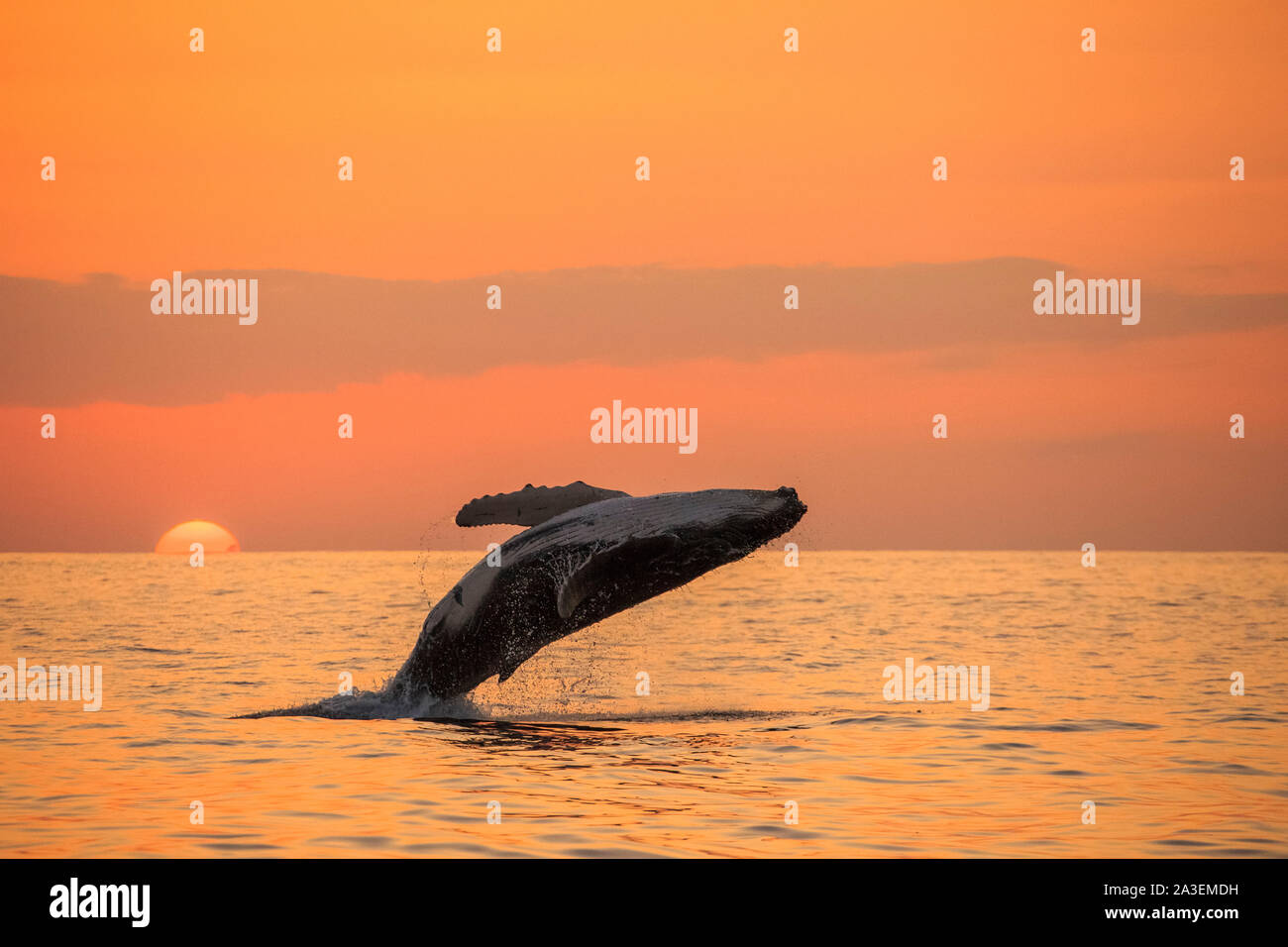 humpback whale, Megaptera novaeangliae, breaching at sunset, Chichi ...