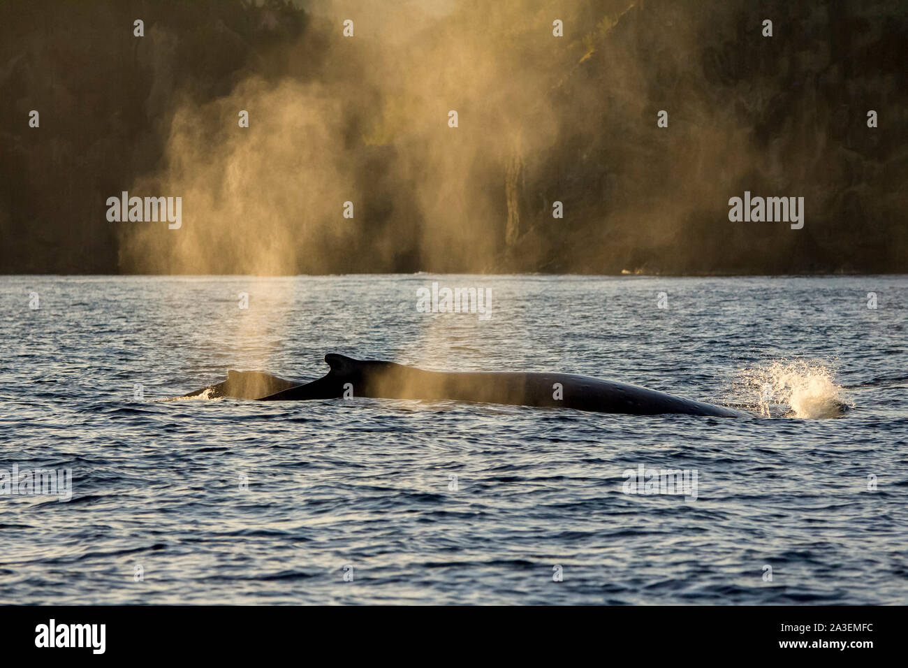 Ogasawara islands humpback whale hi-res stock photography and images - Alamy