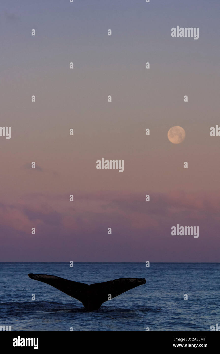 humpback whale, Megaptera novaeangliae, Chichi-jima, Bonin Islands ...