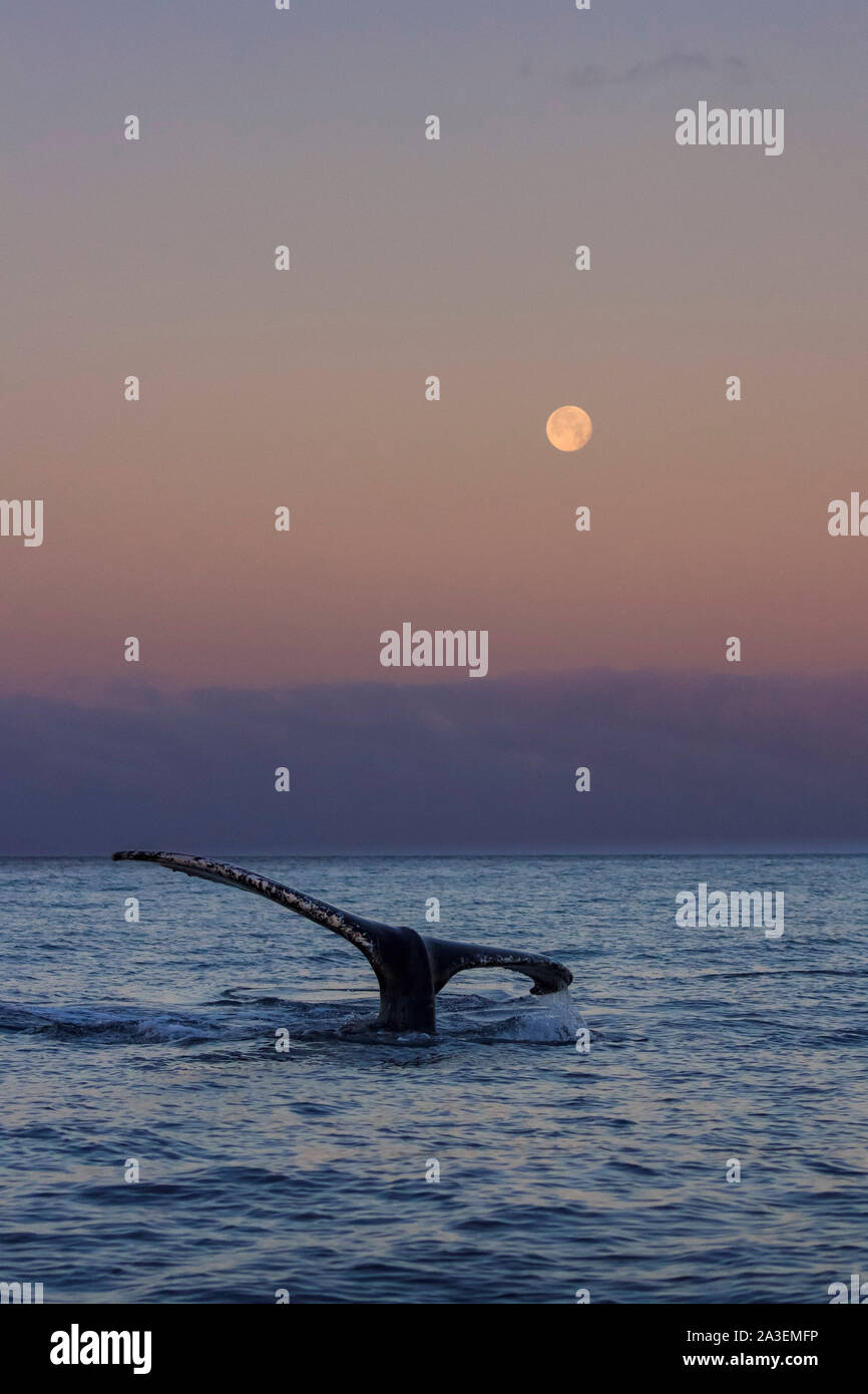 humpback whale, Megaptera novaeangliae, Chichi-jima, Bonin Islands ...
