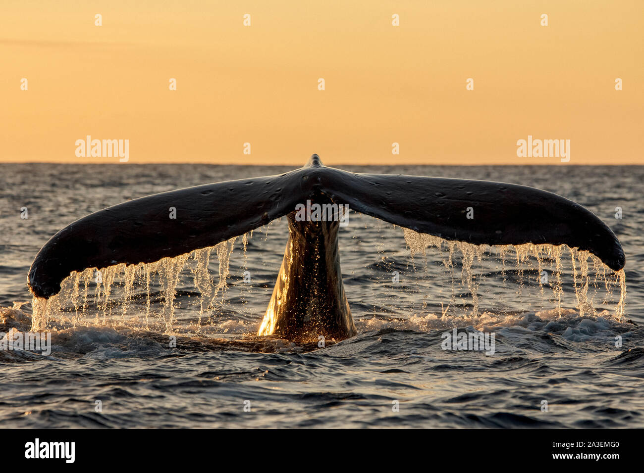 humpback whale, Megaptera novaeangliae, at sunset, Chichi-jima, Bonin ...