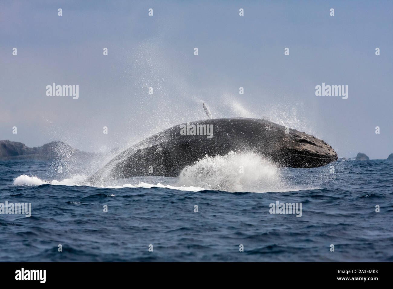 humpback whale, Megaptera novaeangliae, breaching, Chichi-jima, Bonin ...