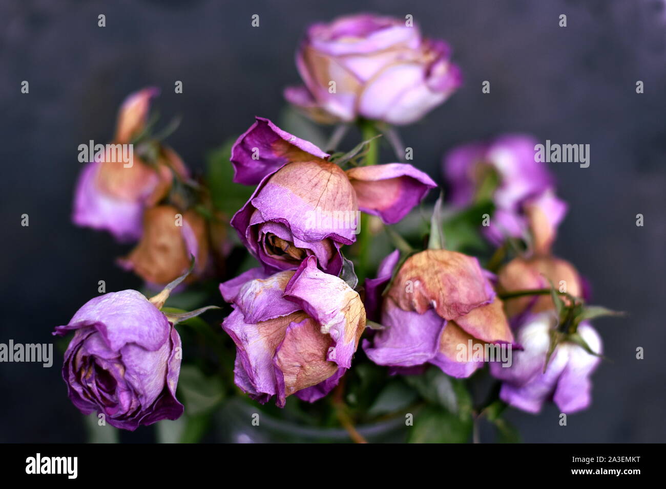 Withered wilted dry dead roses bouquet closeup. Sad faded colors Stock ...
