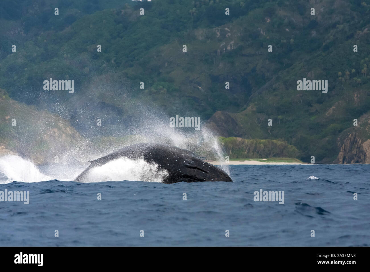 Ogasawara islands wildlife hi-res stock photography and images - Alamy