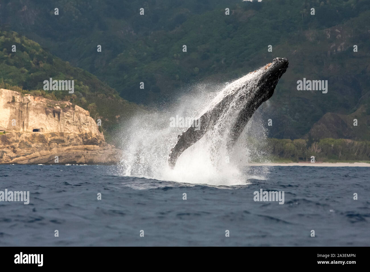 Ogasawara islands humpback whale hi-res stock photography and images - Alamy