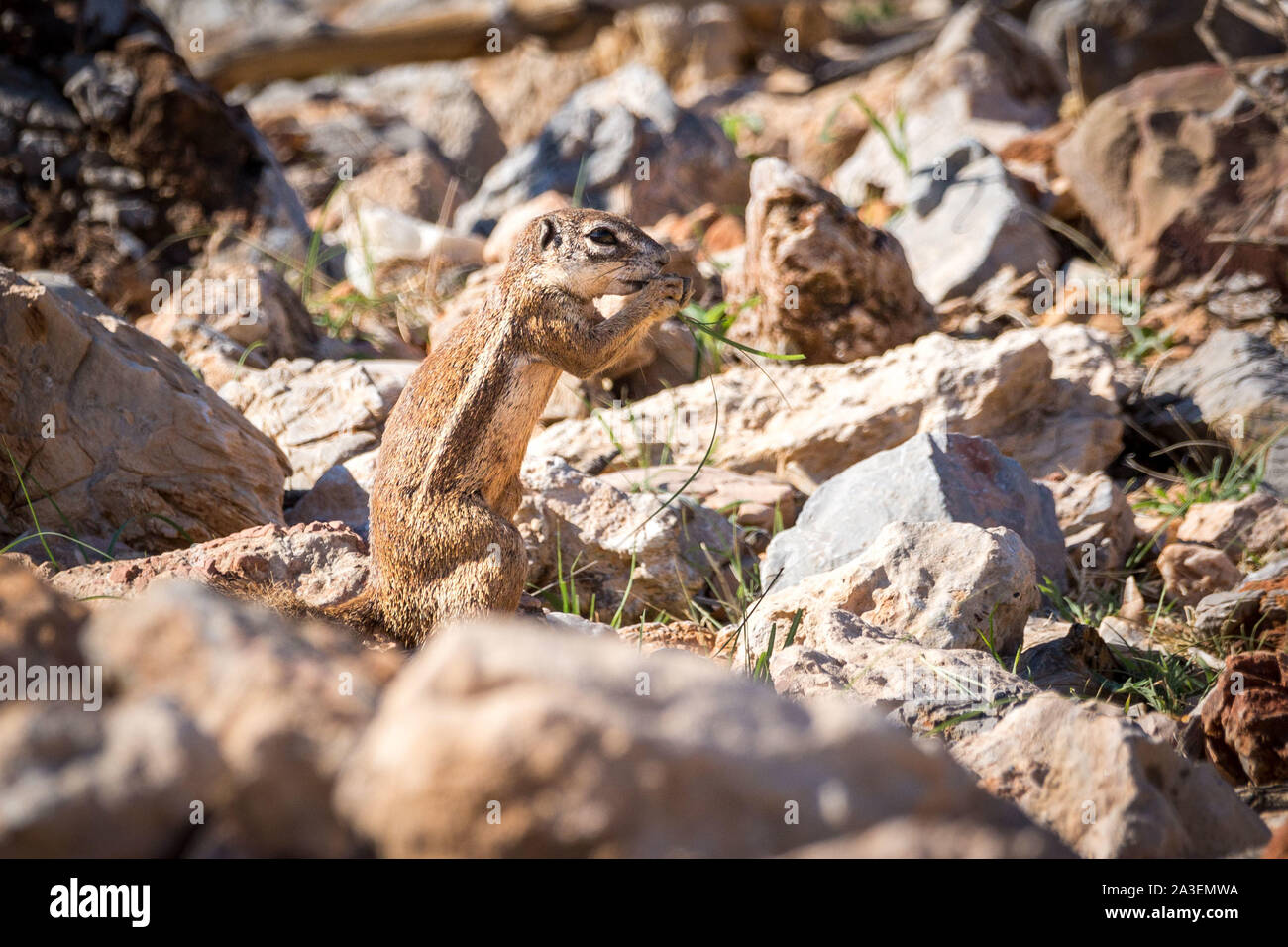 Ground squirrel eating a blade of grass, Namibia, Africa Stock Photo ...