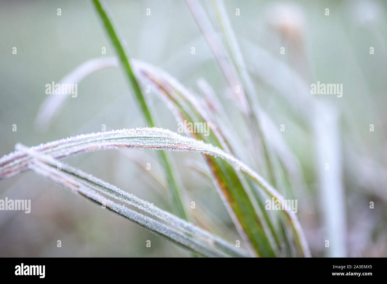 Frost on grass, cold weather and ice, seasonal changes. Beautiful ...