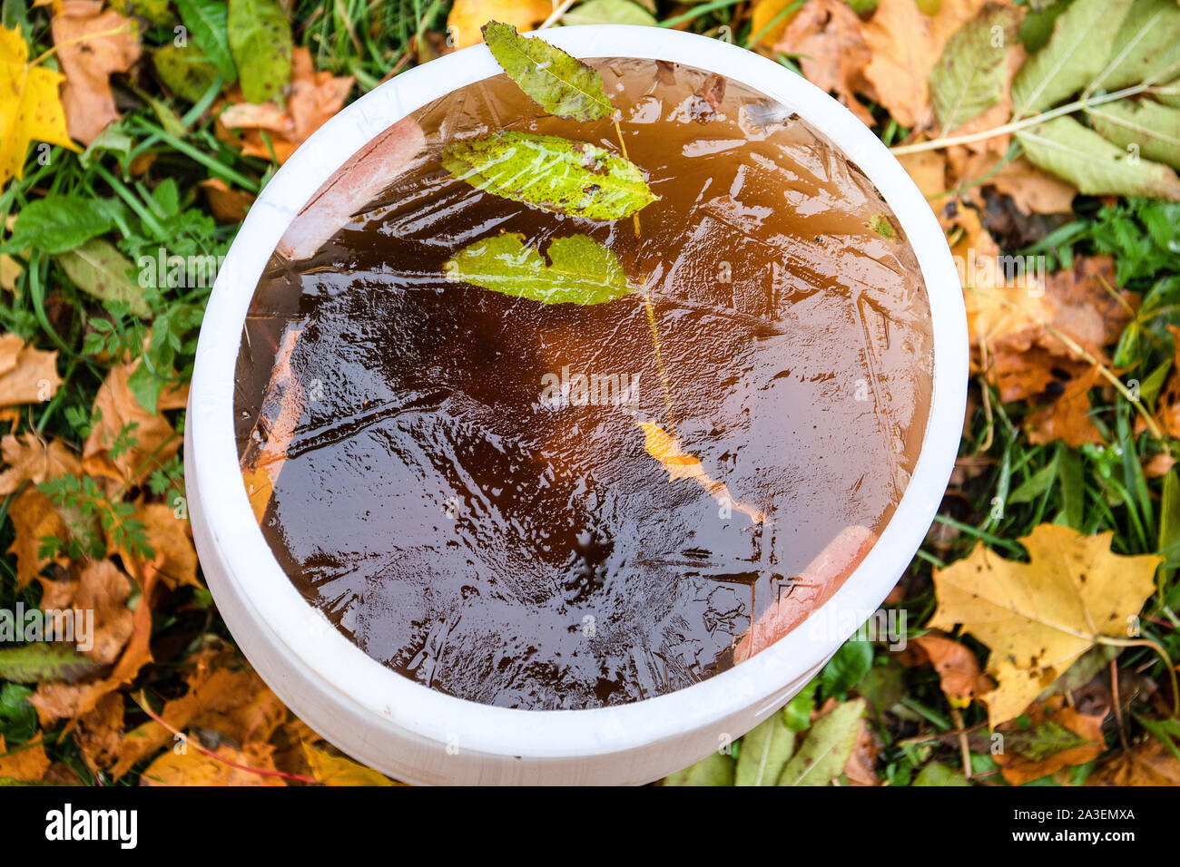 Water bowl with ice cover. Autumn leaves, cold weather, seasonal ...