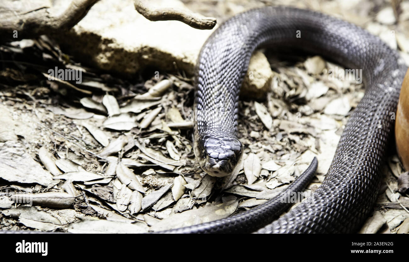 Wild venomous snake, dangerous animals, reptiles Stock Photo - Alamy