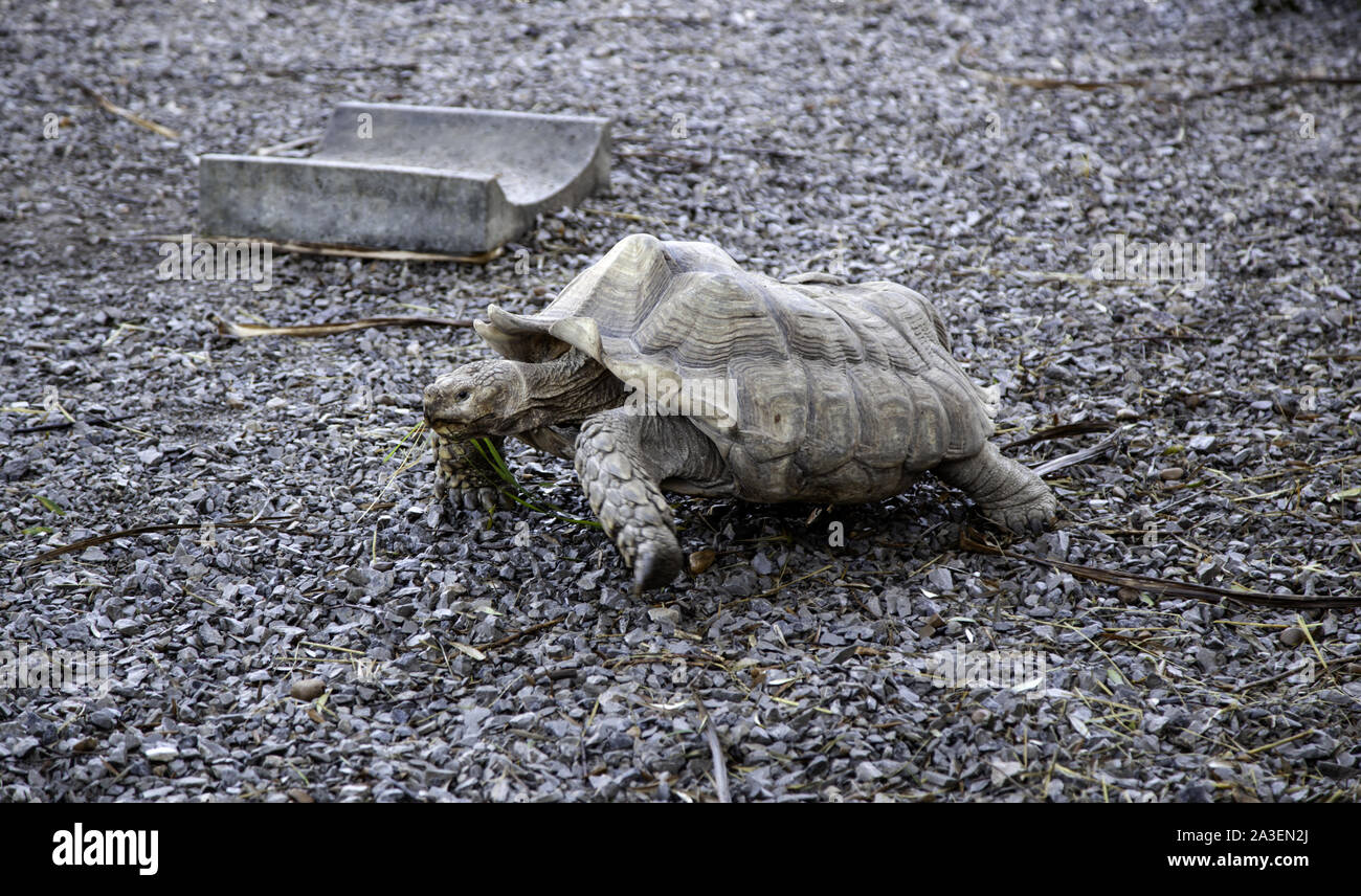 Big land turtle, wild animals and reptiles Stock Photo - Alamy