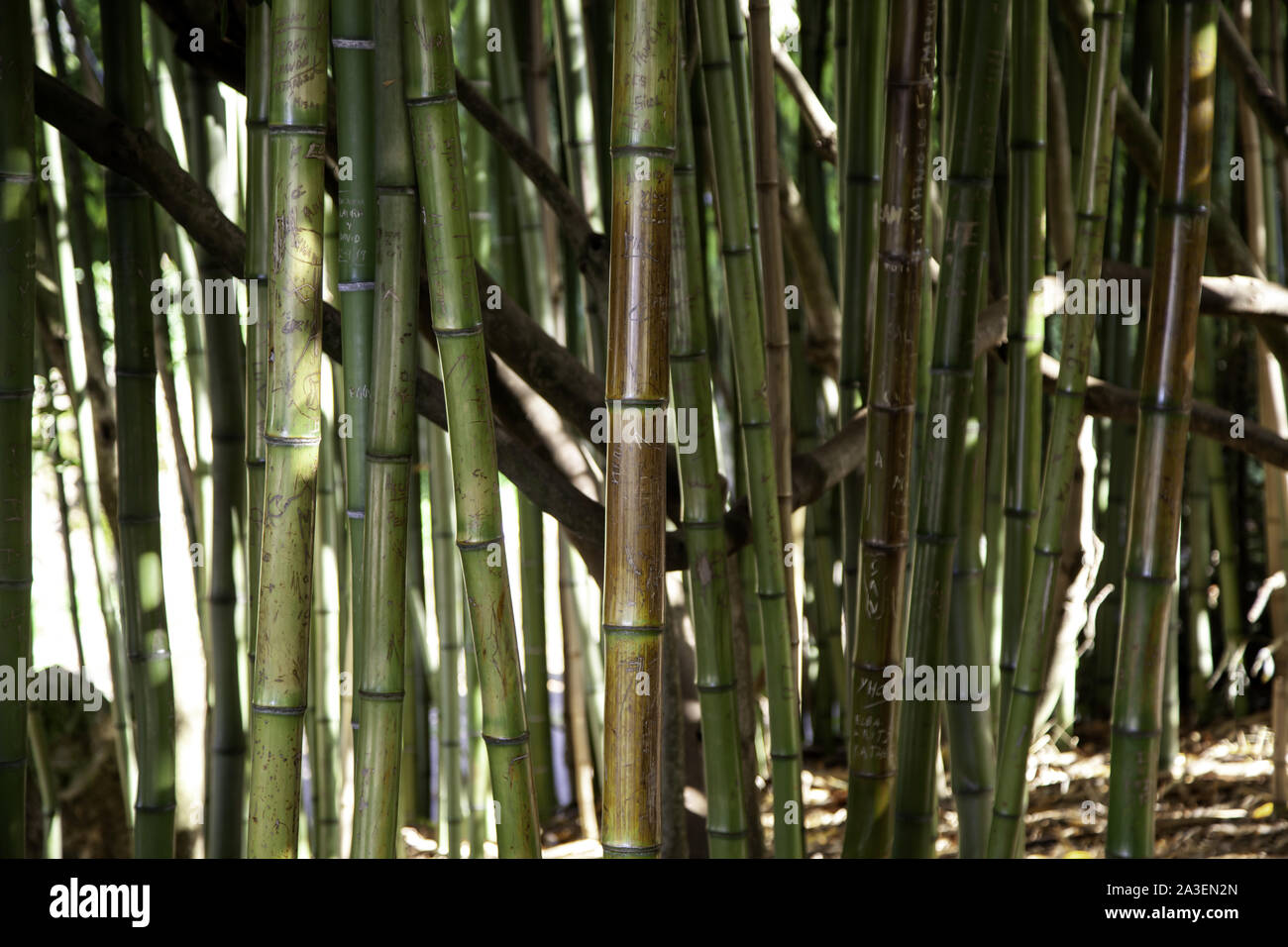 Nature bamboo hi-res stock photography and images - Alamy
