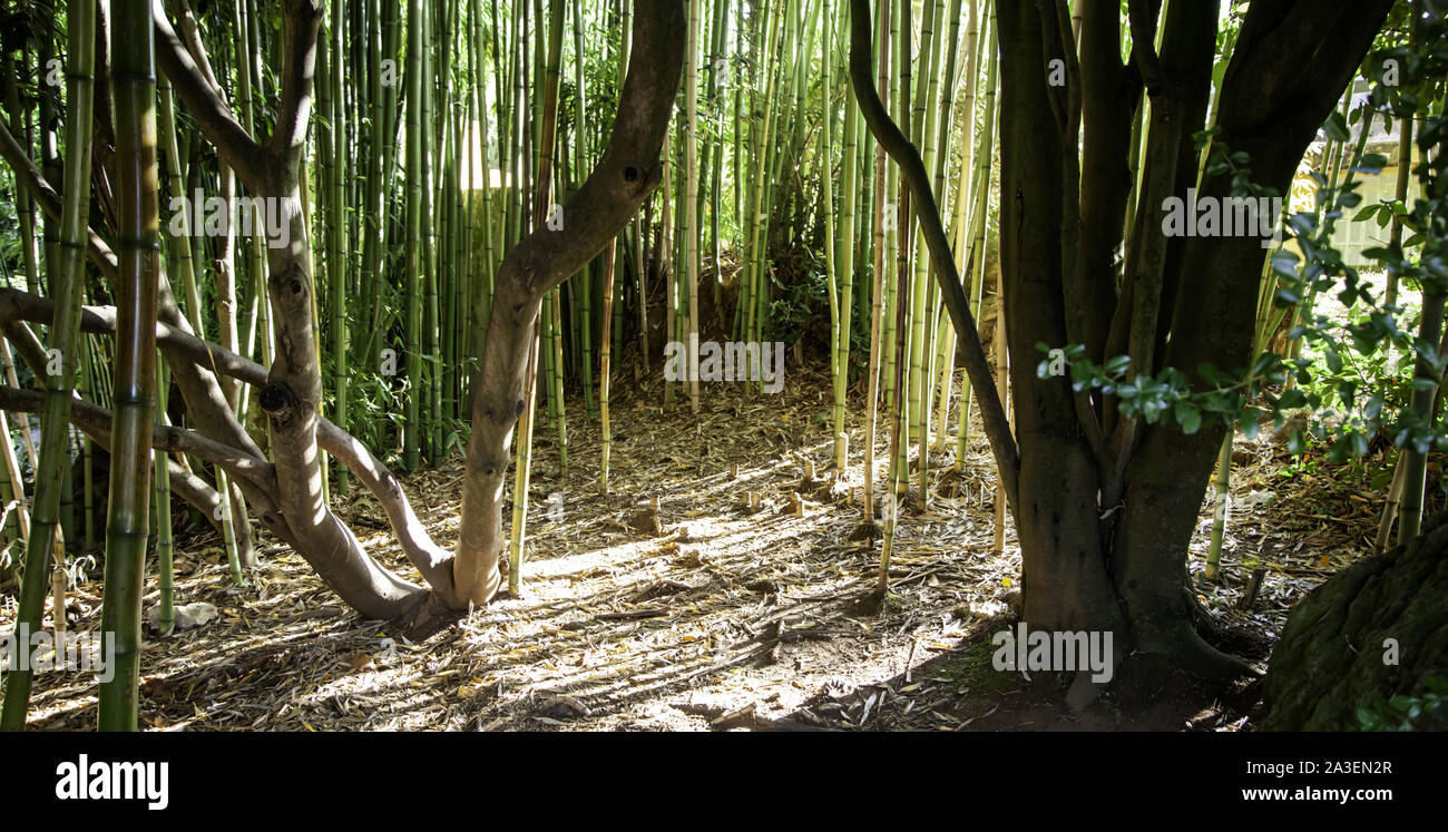 Bamboo logs in natural jungle, environment and landscape Stock Photo ...
