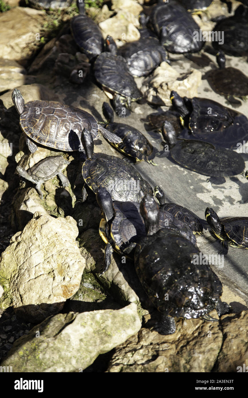 Small turtles in lake, reptiles and amphibians, nature Stock Photo - Alamy