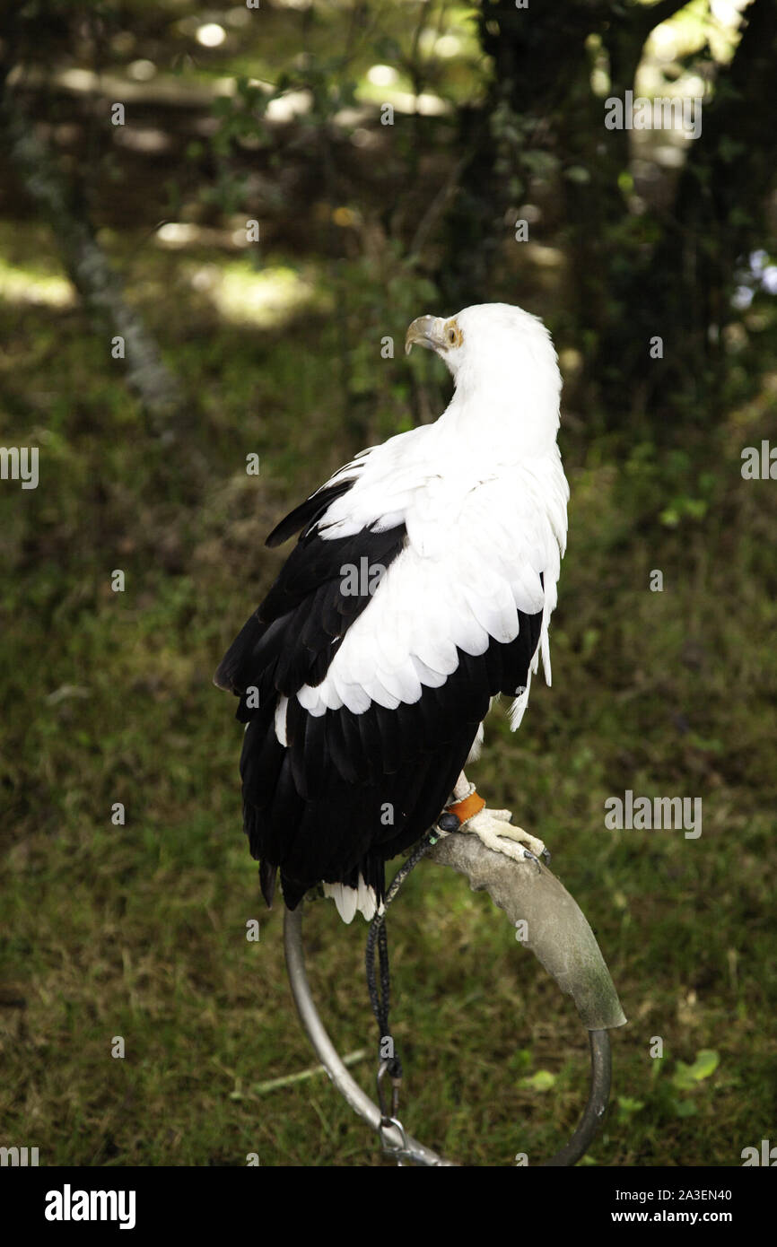 Wild eagle, animals and environment, mammals Stock Photo - Alamy