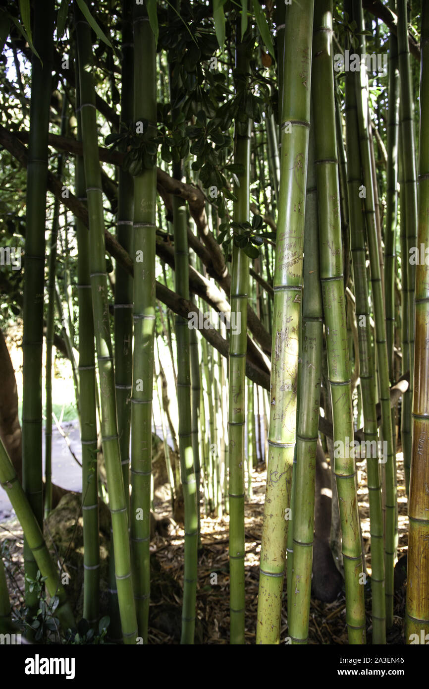 Bamboo logs in natural jungle, environment and landscape Stock Photo ...