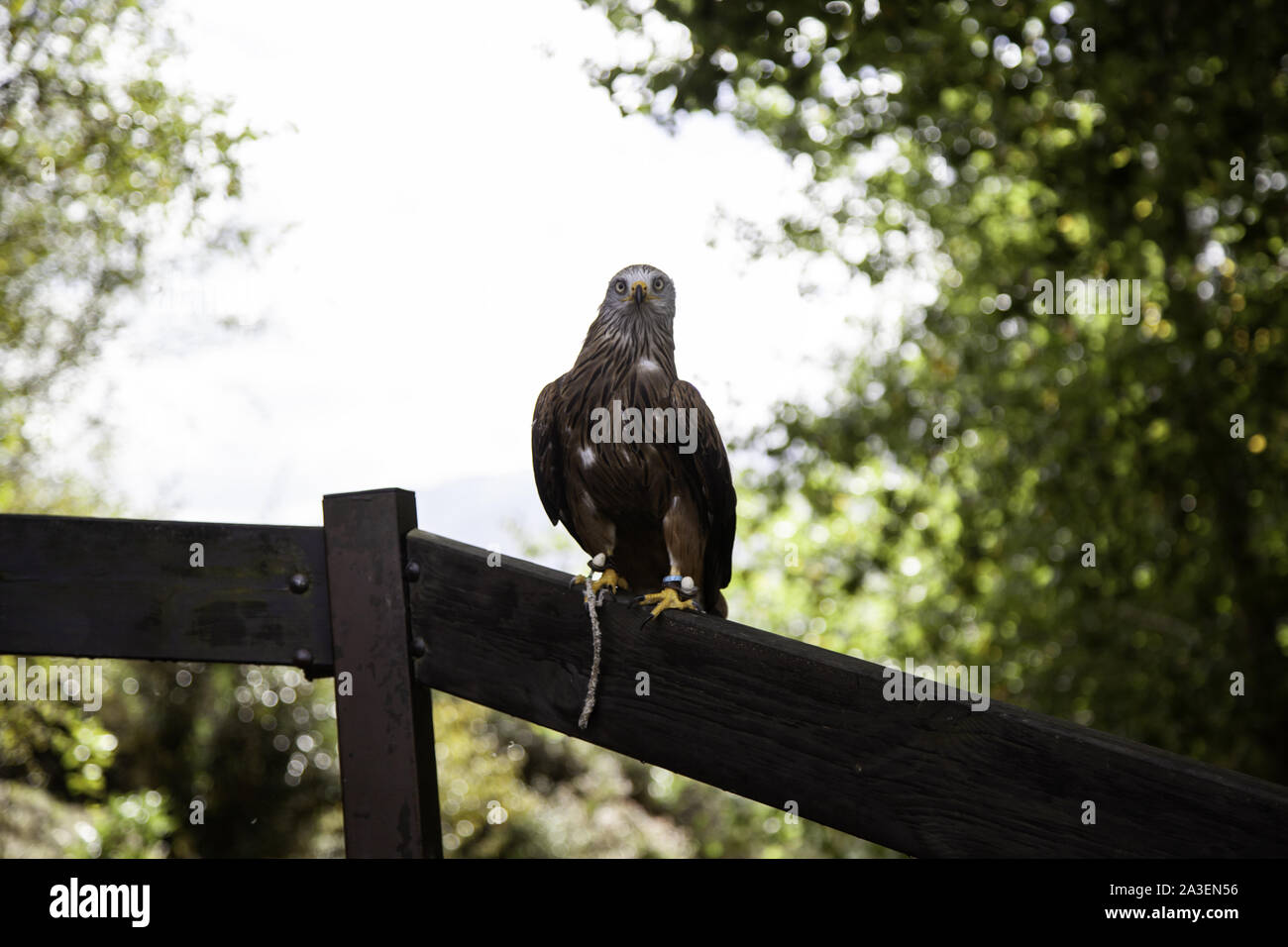 Wild eagle, animals and environment, mammals Stock Photo - Alamy