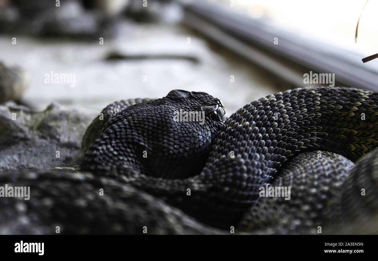 Wild venomous snake, dangerous animals, reptiles Stock Photo - Alamy
