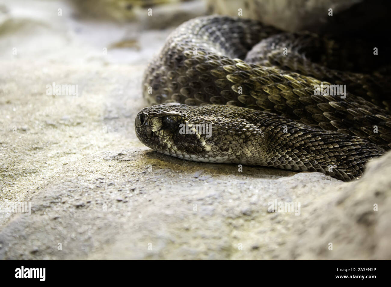 Wild venomous snake, dangerous animals, reptiles Stock Photo - Alamy