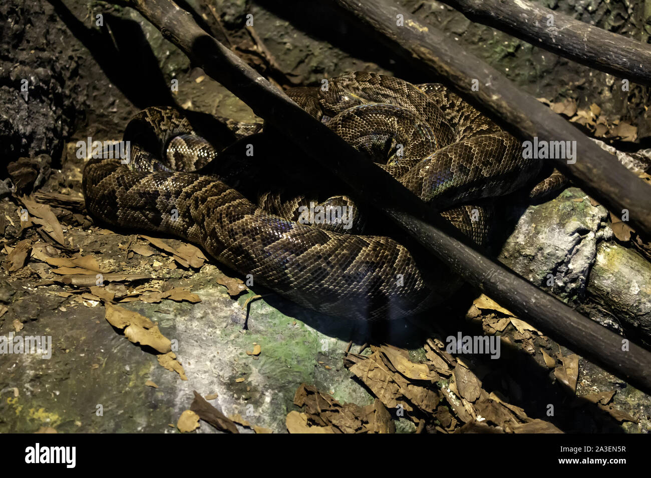 Wild venomous snake, dangerous animals, reptiles Stock Photo - Alamy