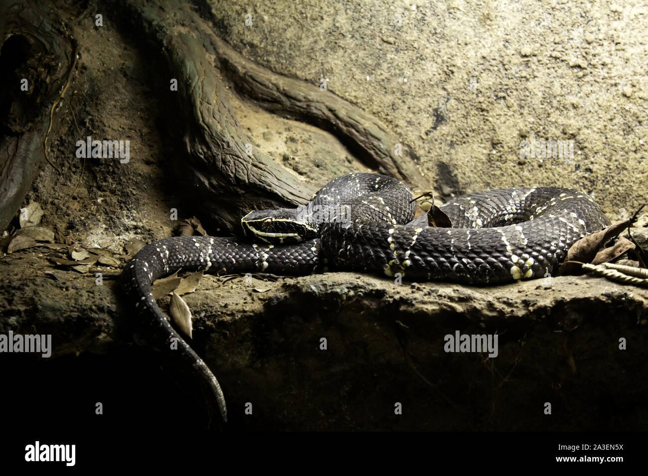 Wild venomous snake, dangerous animals, reptiles Stock Photo - Alamy