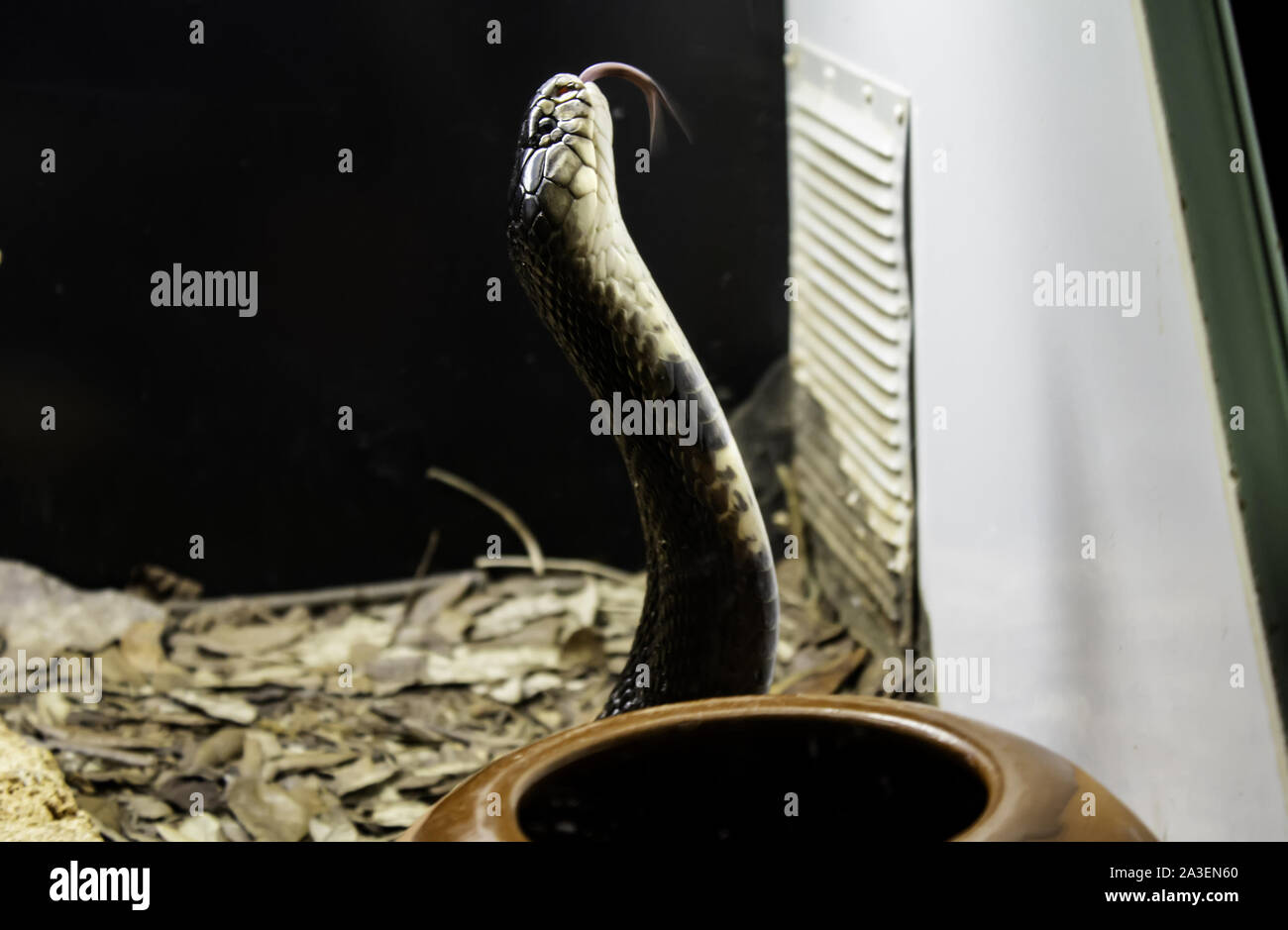 Wild venomous snake, dangerous animals, reptiles Stock Photo - Alamy