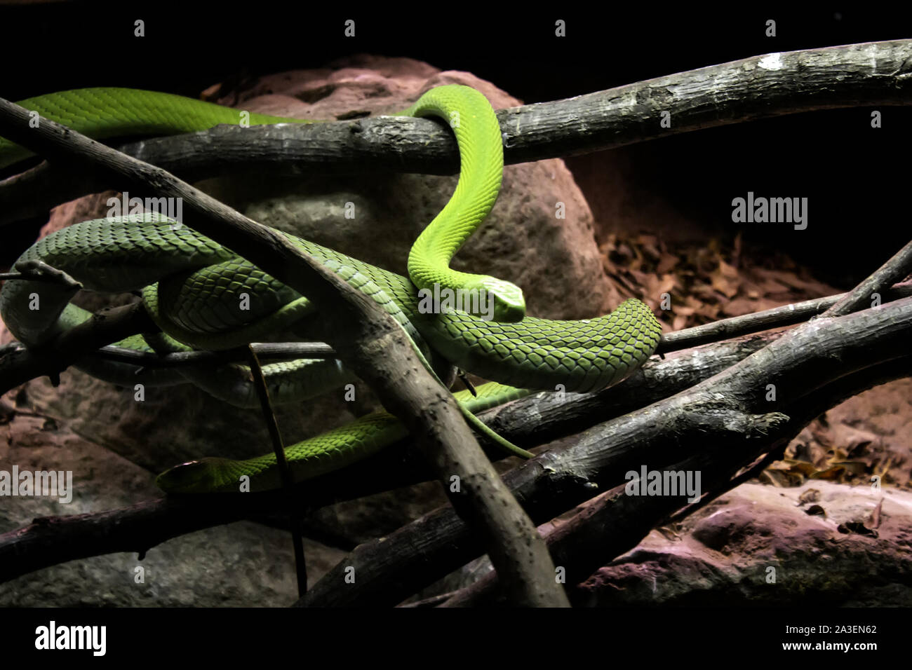 Wild venomous snake, dangerous animals, reptiles Stock Photo - Alamy