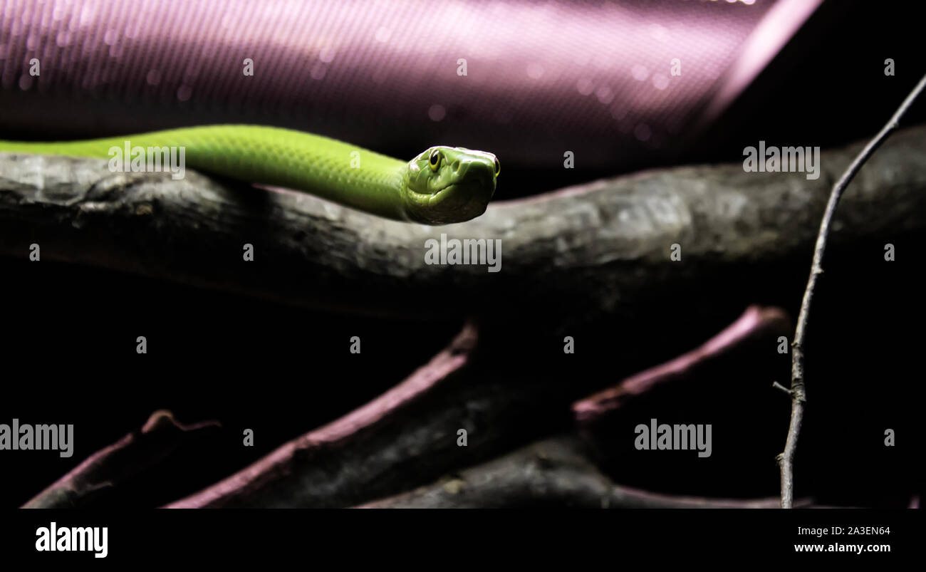 Wild venomous snake, dangerous animals, reptiles Stock Photo - Alamy