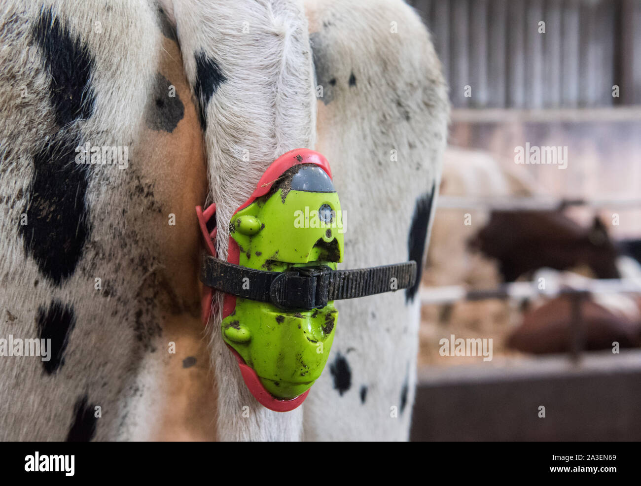 Westerau, Germany. 04th Oct, 2019. A cow carries a so-called "Moocall ...